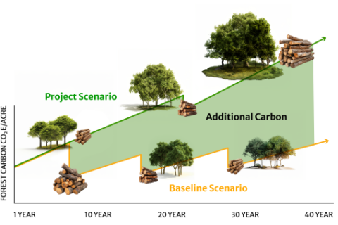Carbon Services - Greenline Climate
